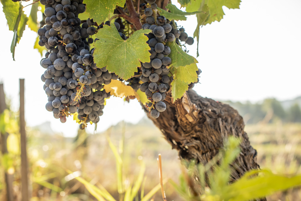 2020 Vintage : rosé musts also tend to be richer in polyphenols