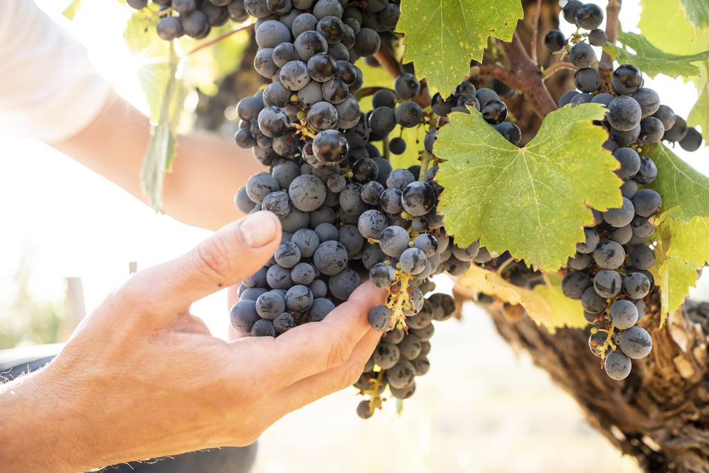 Monitoring grape ripening by linear sweep voltammetry – Part 2 ...